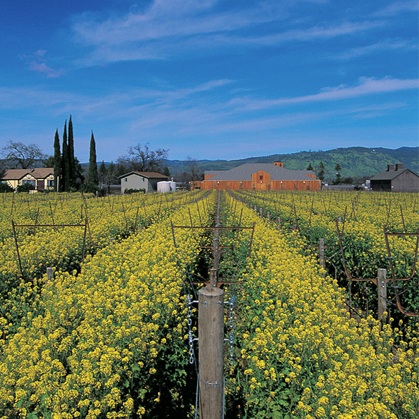 Mustards Grill | Napa Valley | Since 1983